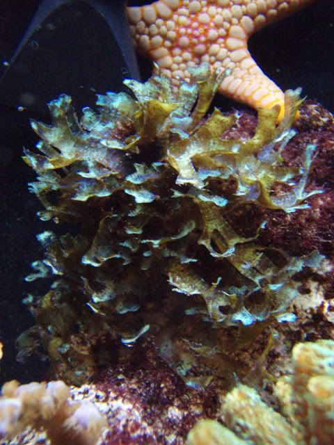 Nuisance Algae Identification and Removal Guide | REEF2REEF Saltwater and Reef Aquarium Forum